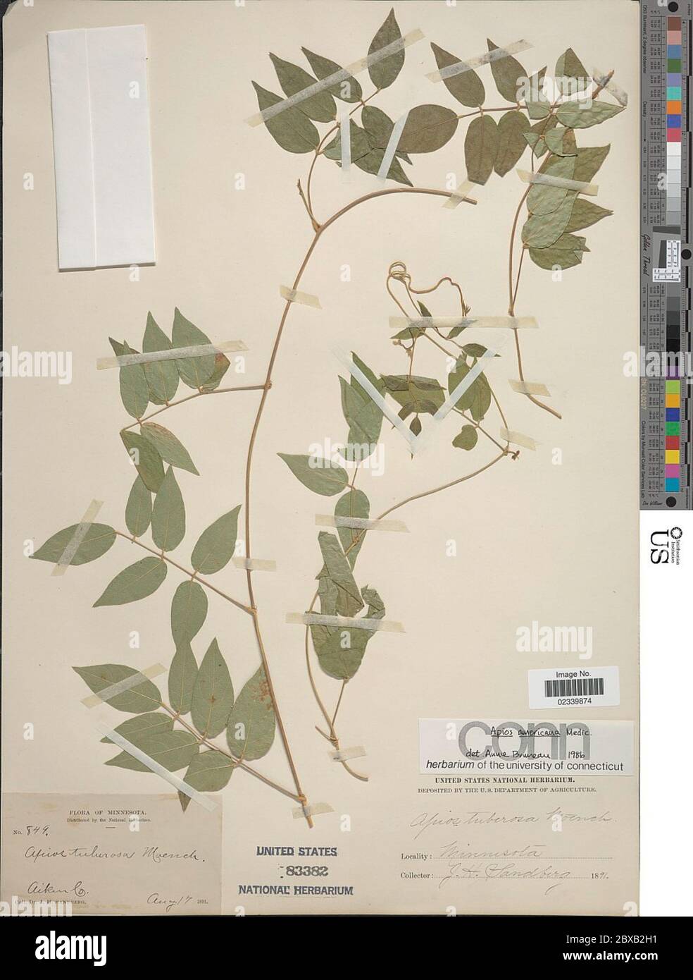 Apios americana Medik Apios americana Medik Stock Photo - Alamy