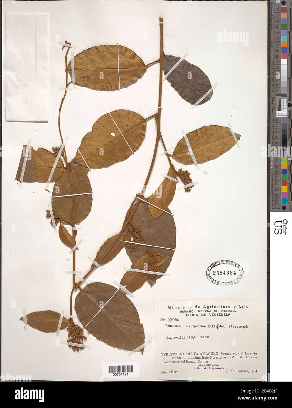 Bonamia maripoides Hallier f Bonamia maripoides Hallier f Stock Photo ...