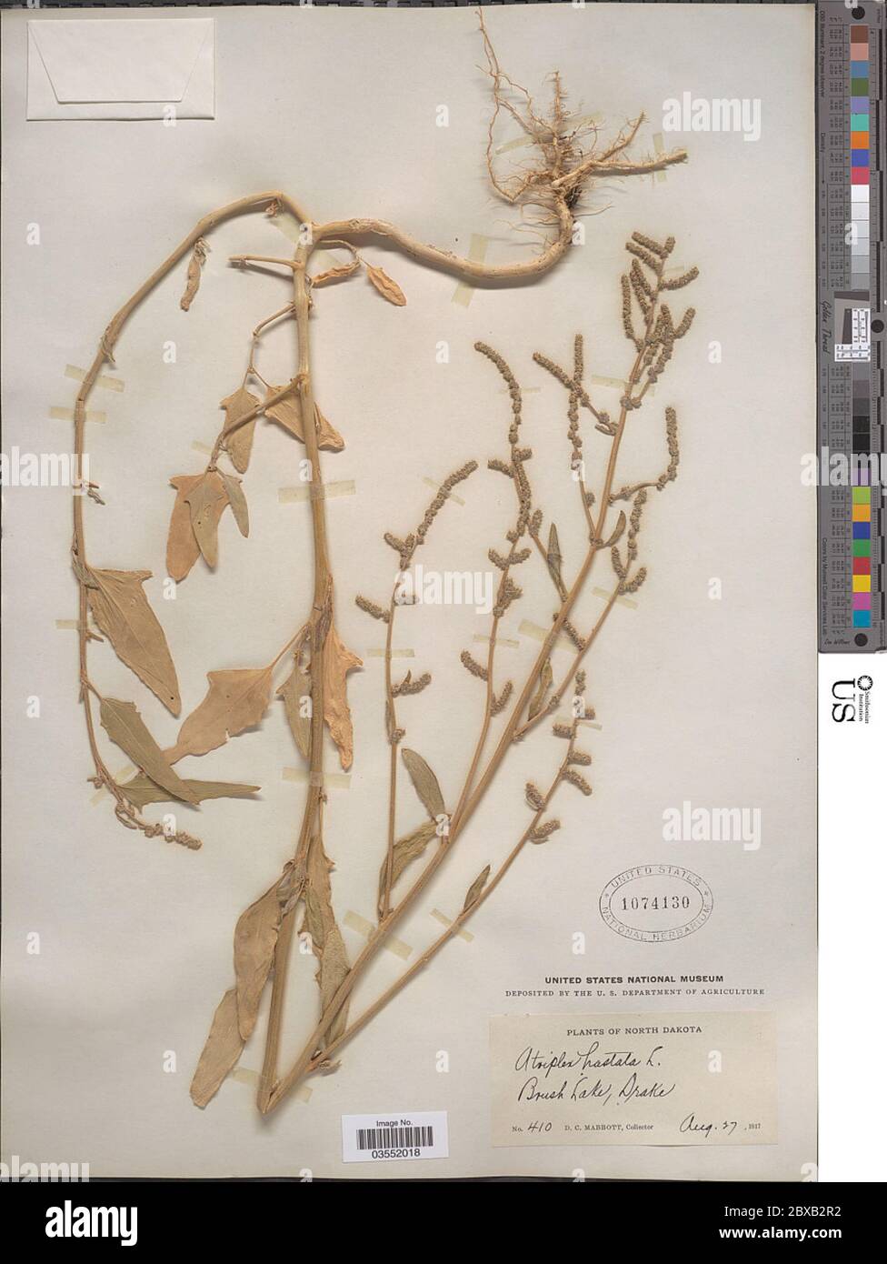 Atriplex hastata L Atriplex hastata L Stock Photo - Alamy