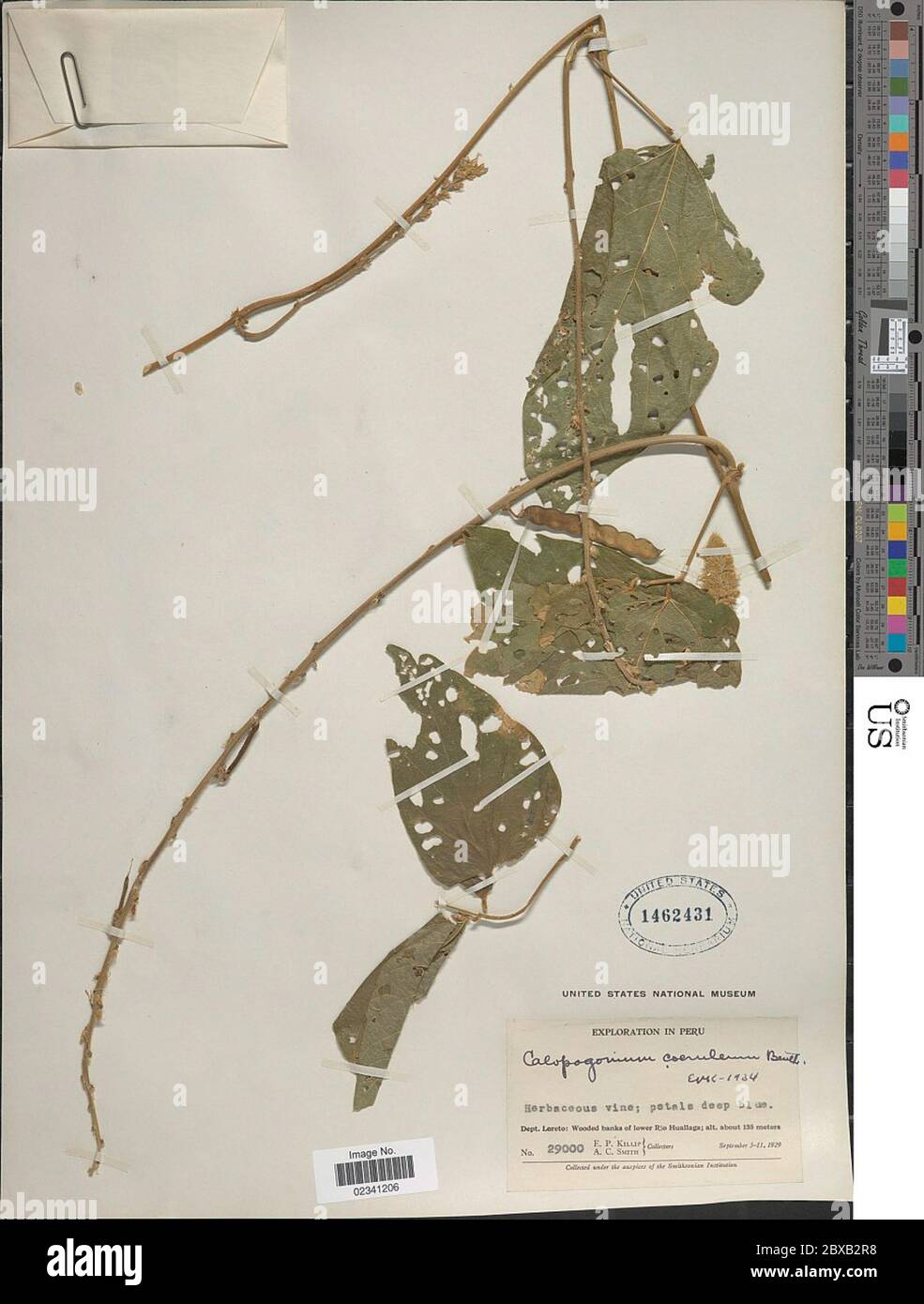 Calopogonium caeruleum Benth Hemsl Calopogonium caeruleum Benth Hemsl ...
