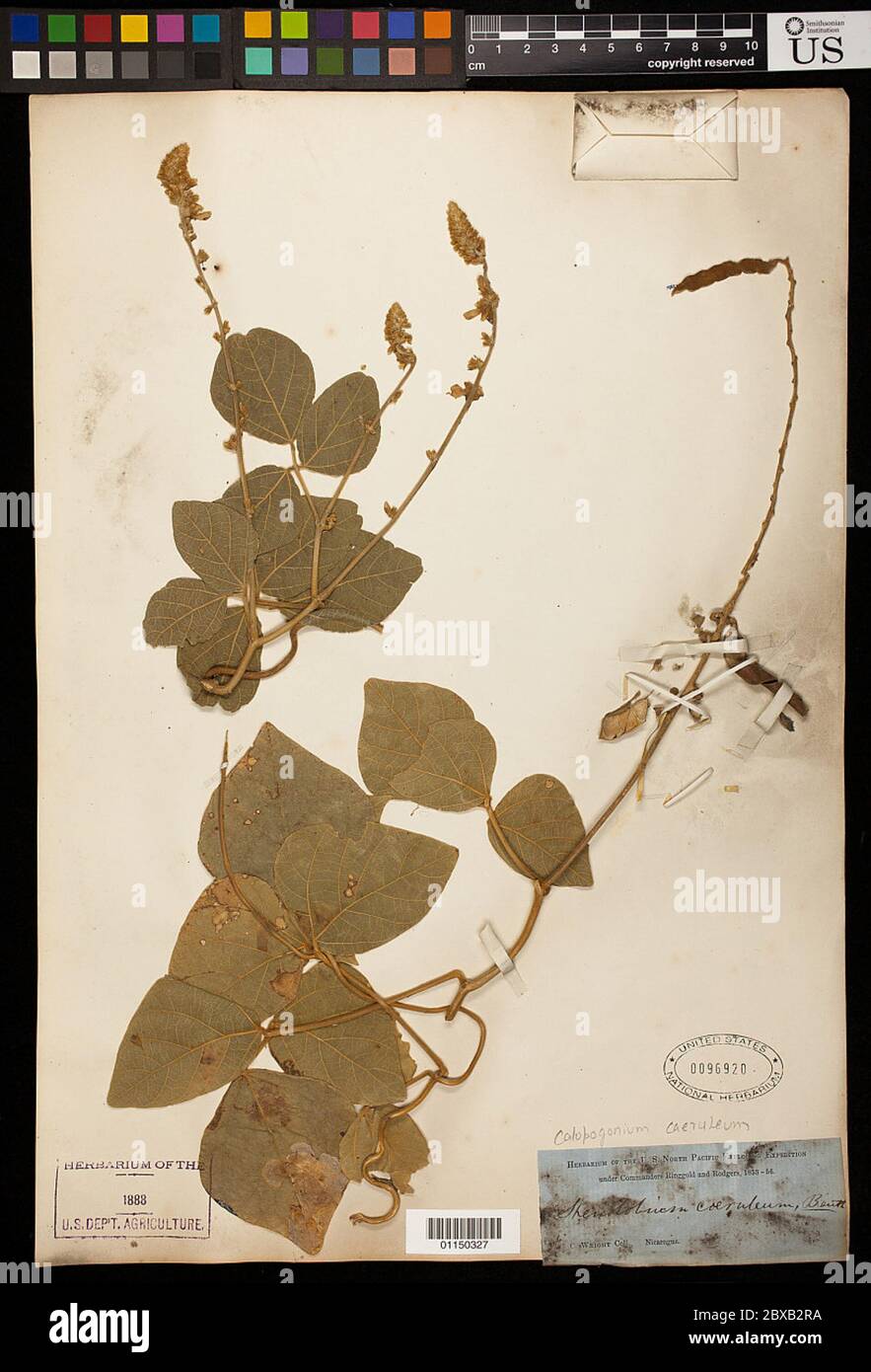 Coeruleum High Resolution Stock Photography and Images - Alamy