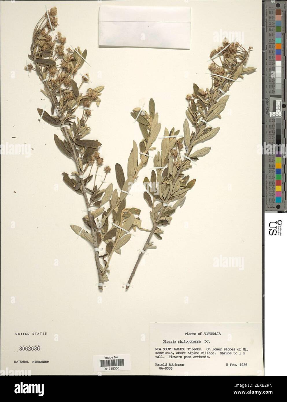 Olearia specimen olearia specimen hi-res stock photography and images ...