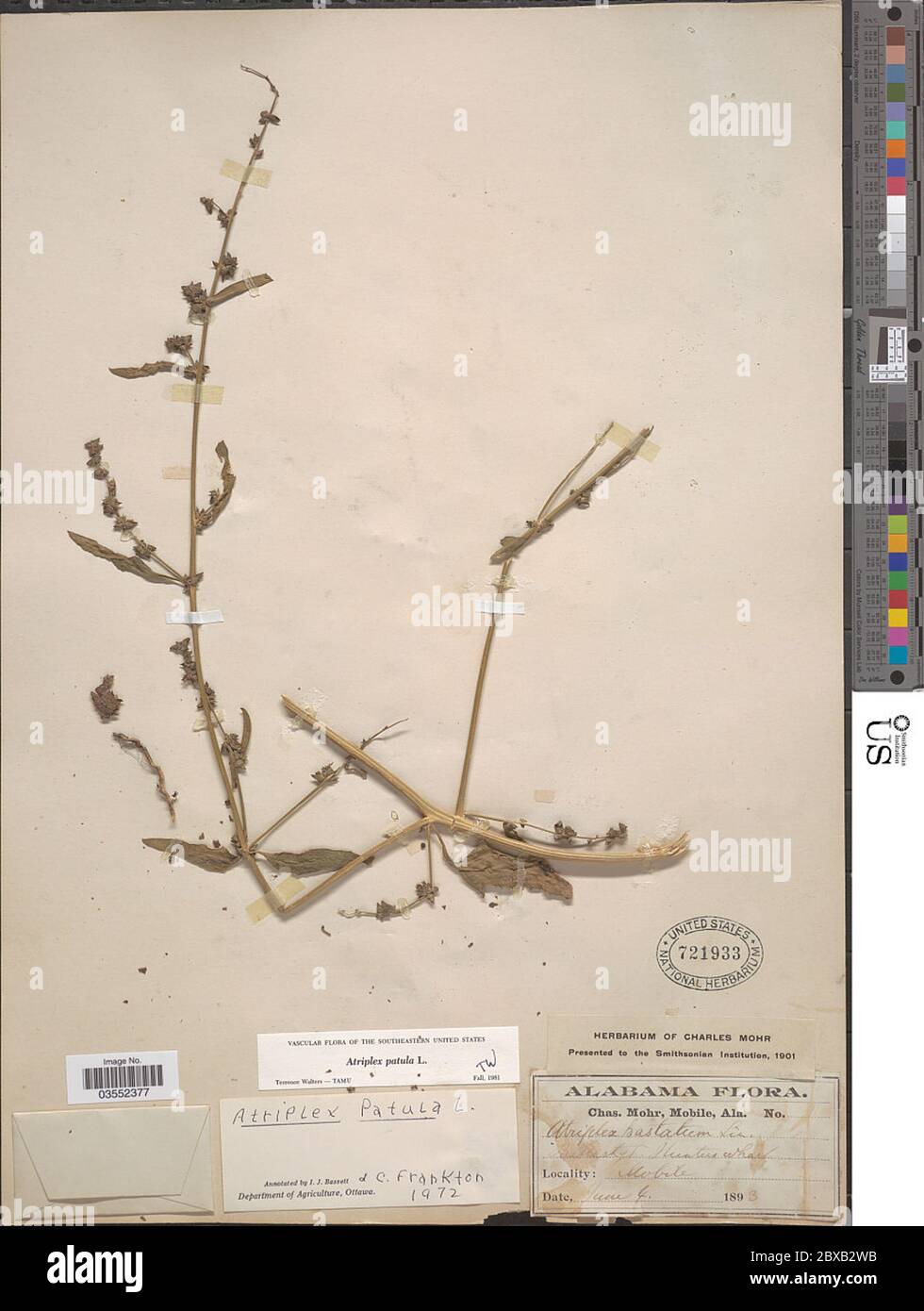 Atriplex patula L Atriplex patula L Stock Photo - Alamy