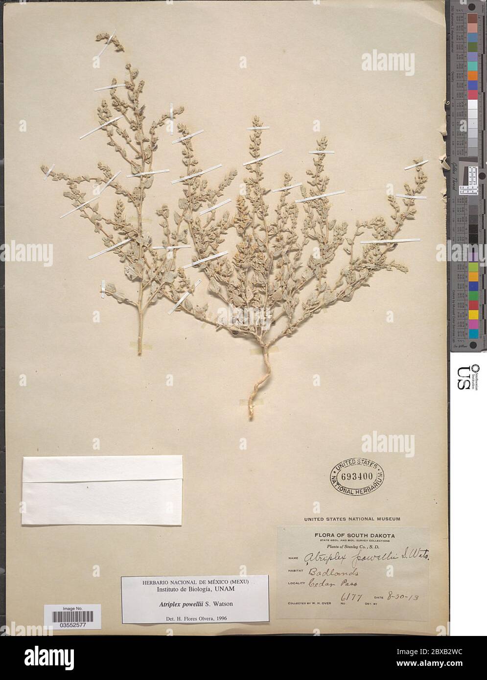 Saltbush species hi-res stock photography and images - Alamy
