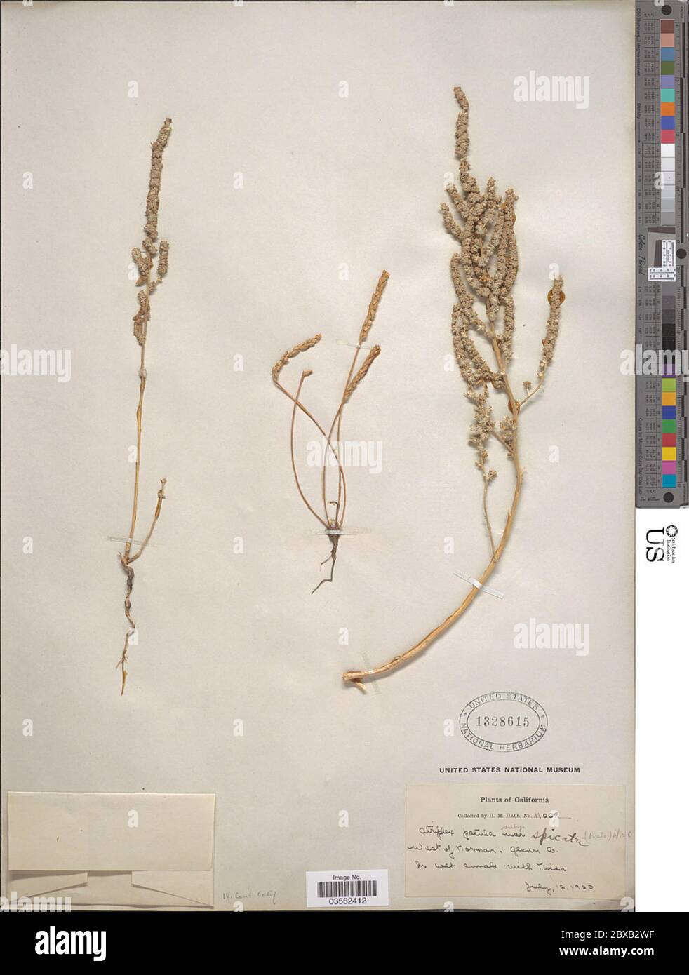 Atriplex patula L Atriplex patula L Stock Photo - Alamy