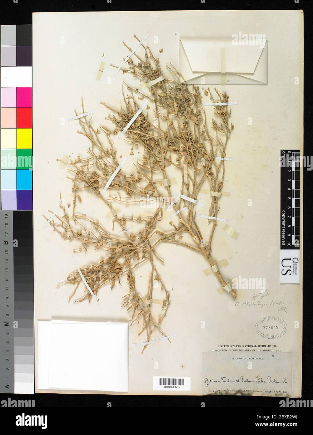 Atriplex phyllostegia Torr ex S Watson S Watson Atriplex phyllostegia ...