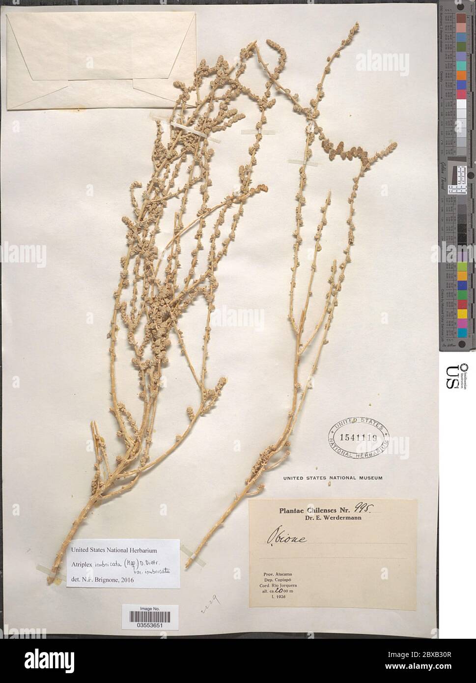 Atriplex sp Atriplex sp Stock Photo - Alamy