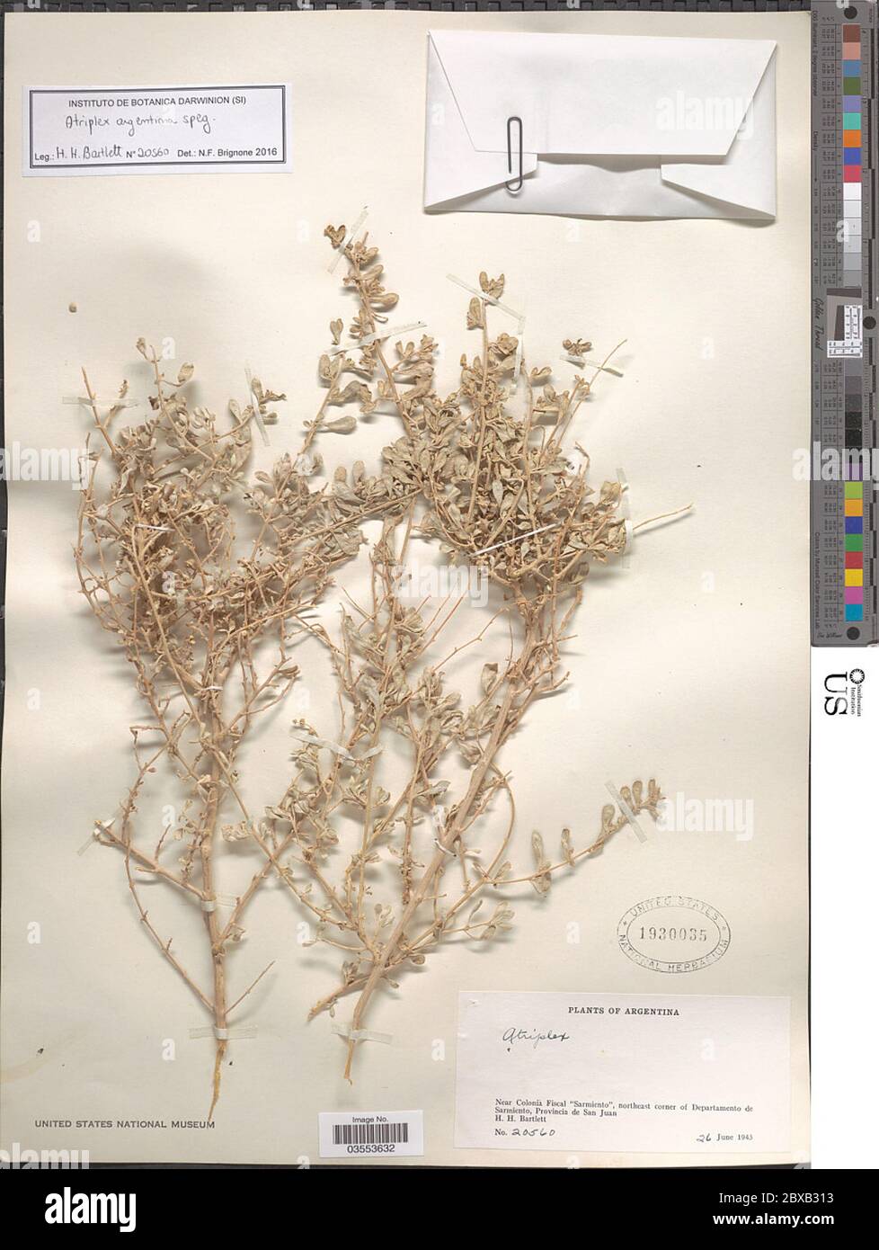 Atriplex sp Atriplex sp Stock Photo - Alamy