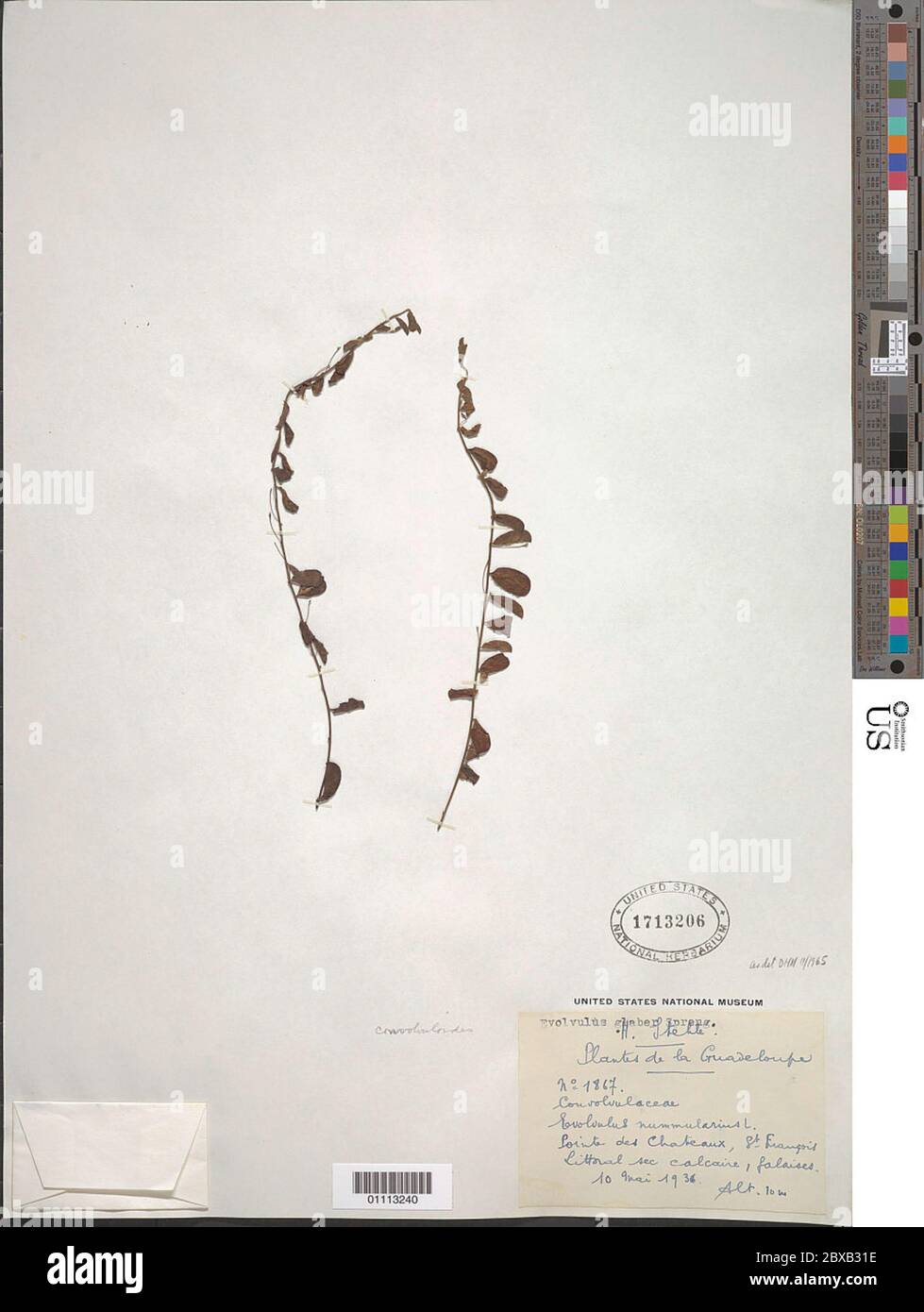 Evolvulus convolvuloides Willd ex Schult Stearn Evolvulus ...