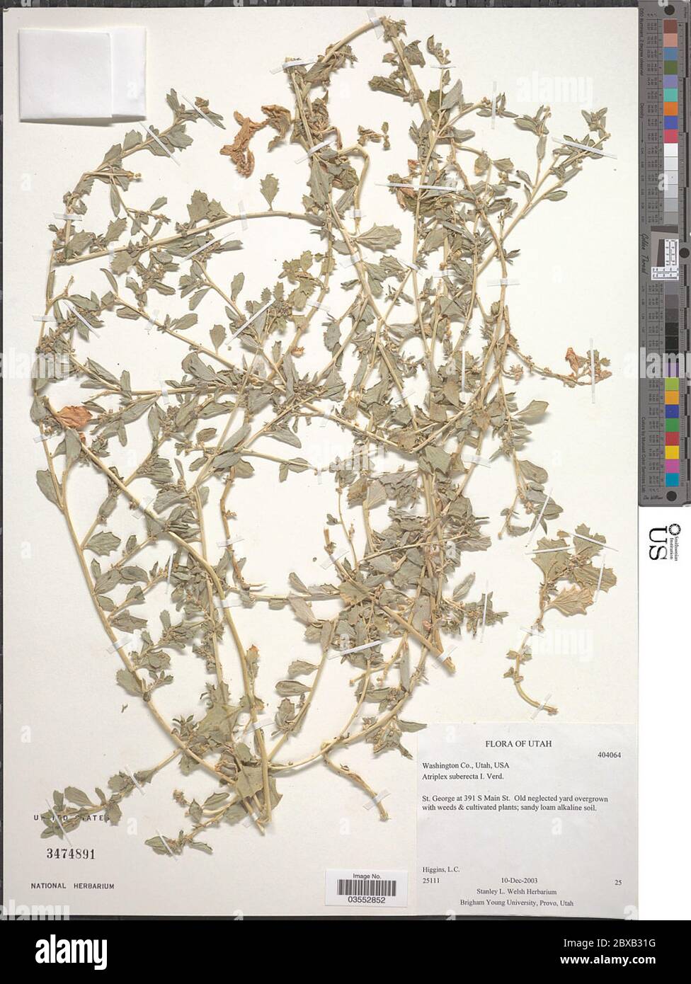 Atriplex suberecta Verd Atriplex suberecta Verd Stock Photo - Alamy