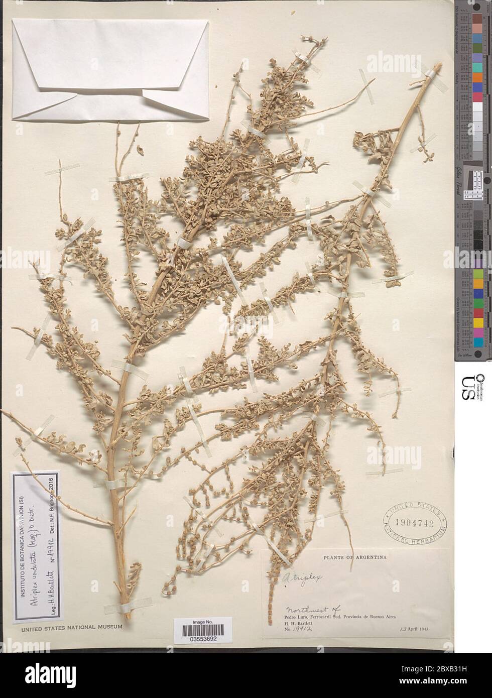 Atriplex sp Atriplex sp Stock Photo - Alamy