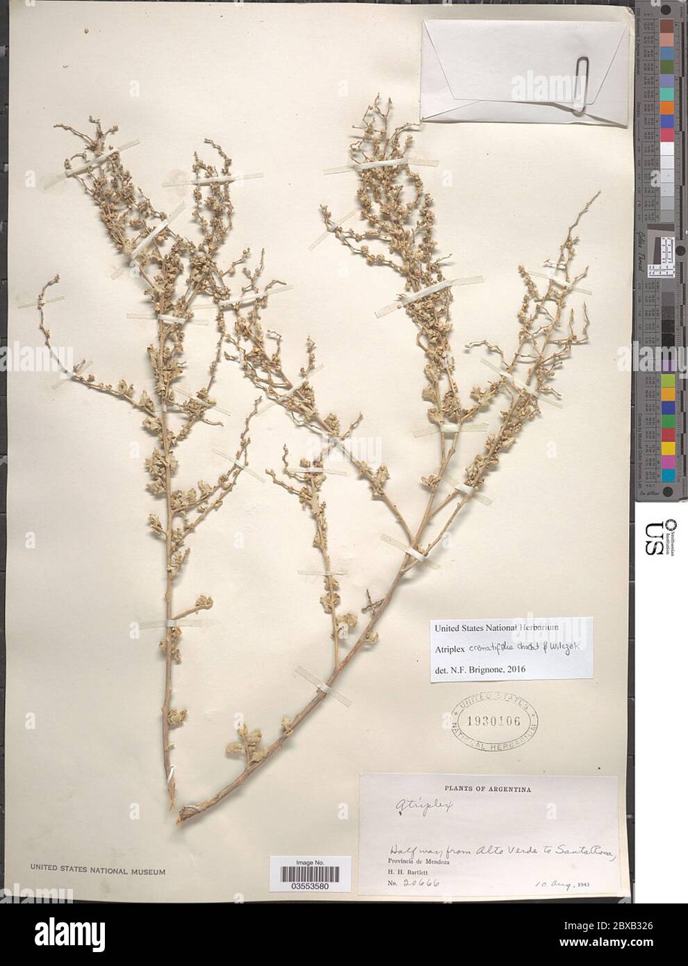 Atriplex sp Atriplex sp Stock Photo - Alamy