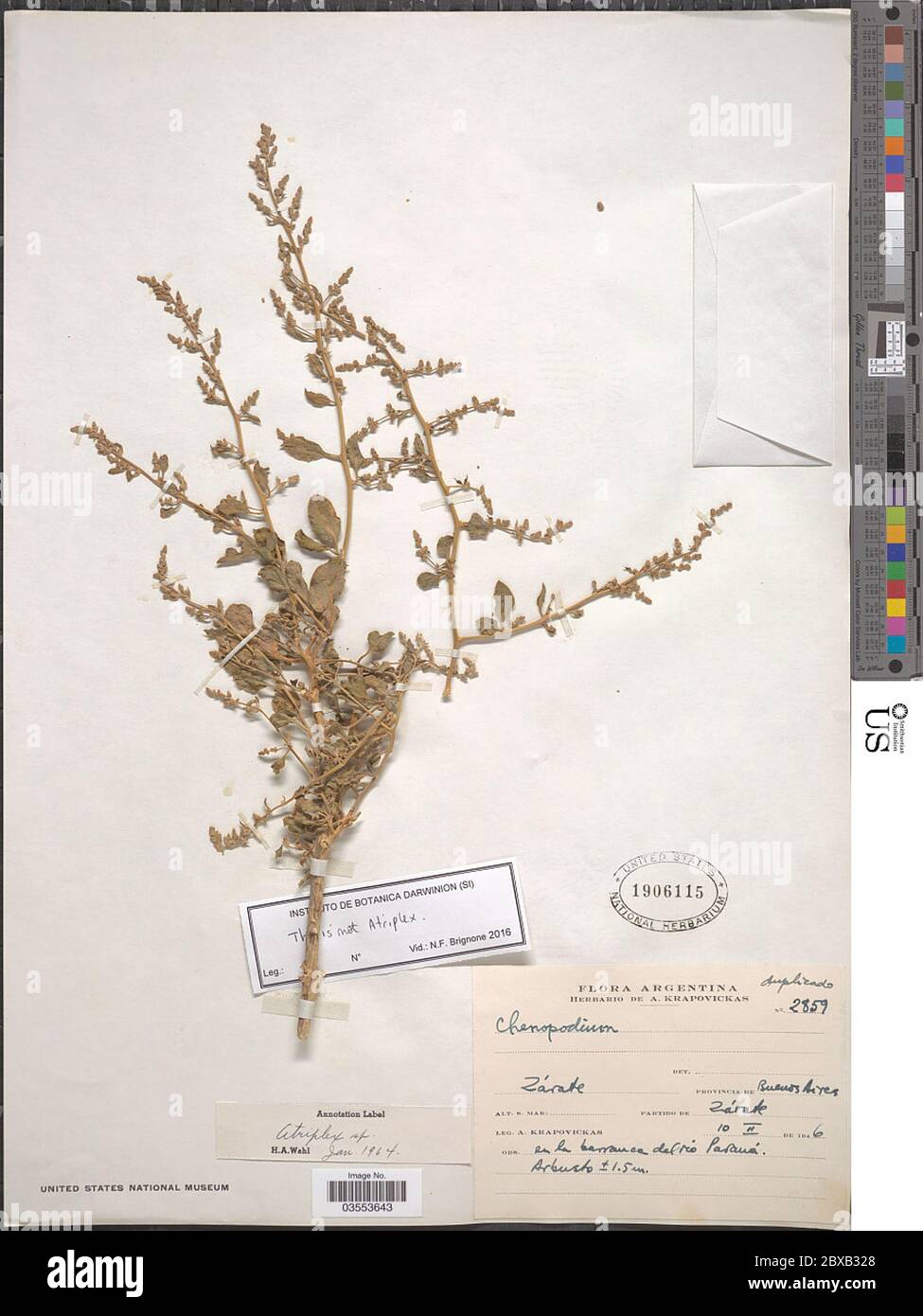 Atriplex sp Atriplex sp Stock Photo - Alamy