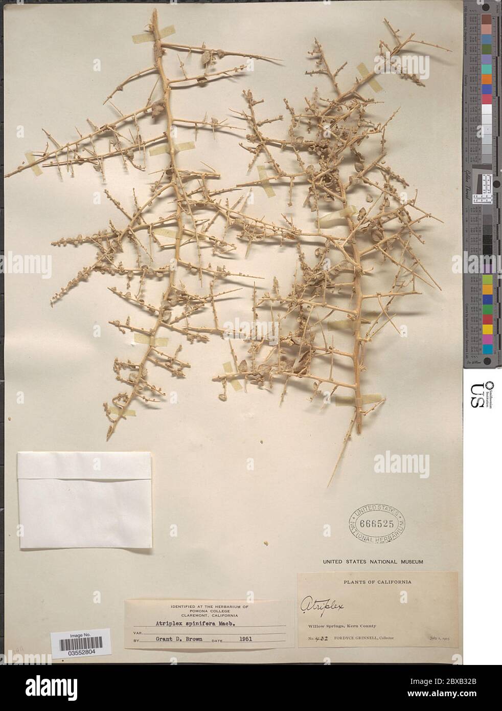 Atriplex spinifera JF Macbr Atriplex spinifera JF Macbr Stock Photo - Alamy