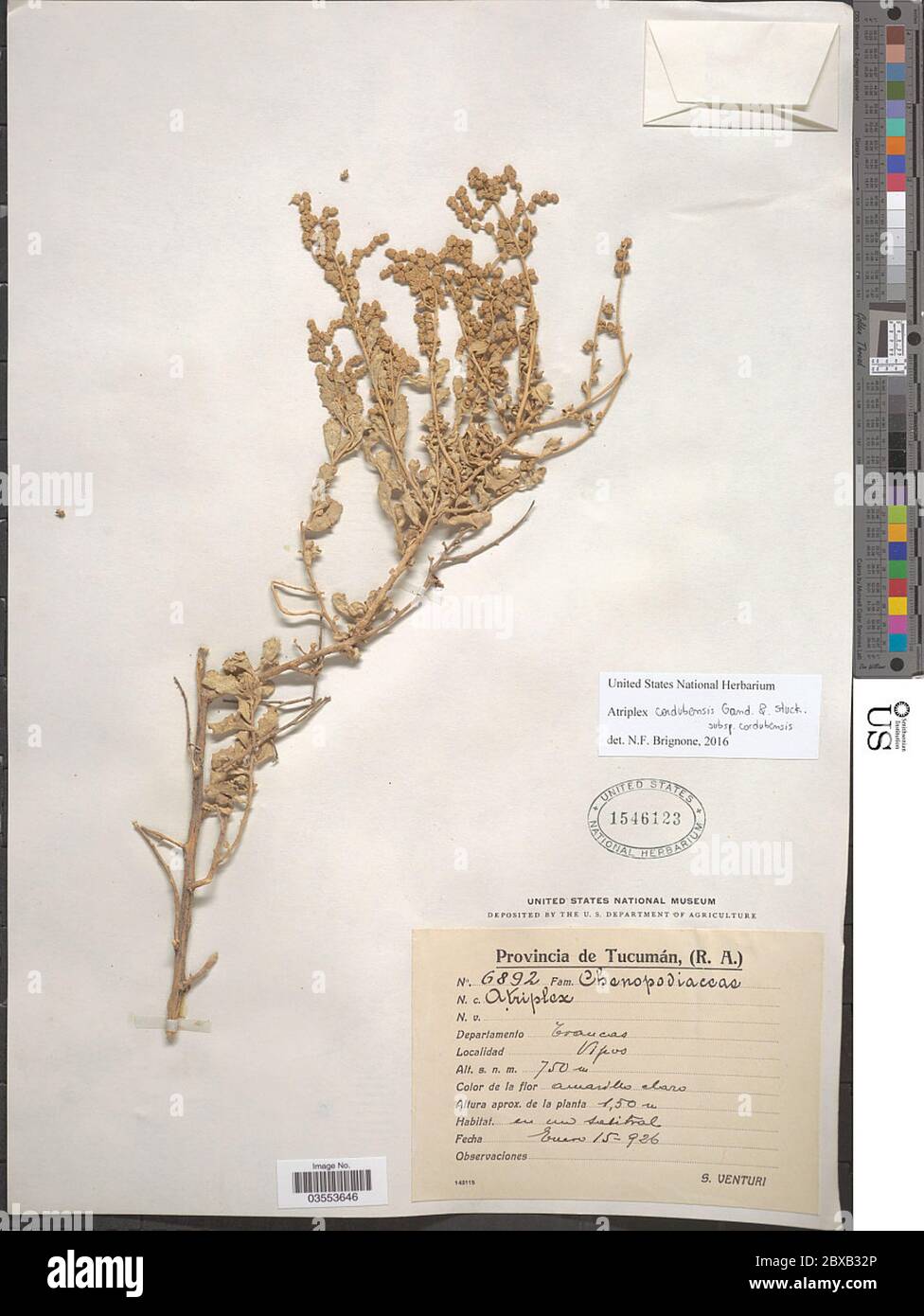 Atriplex sp Atriplex sp Stock Photo - Alamy