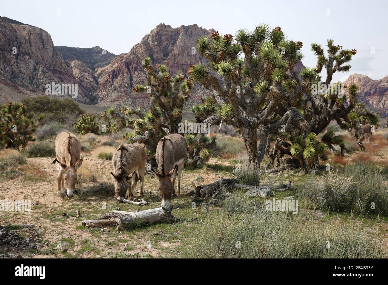 Nevada desert wildlife hi-res stock photography and images - Alamy