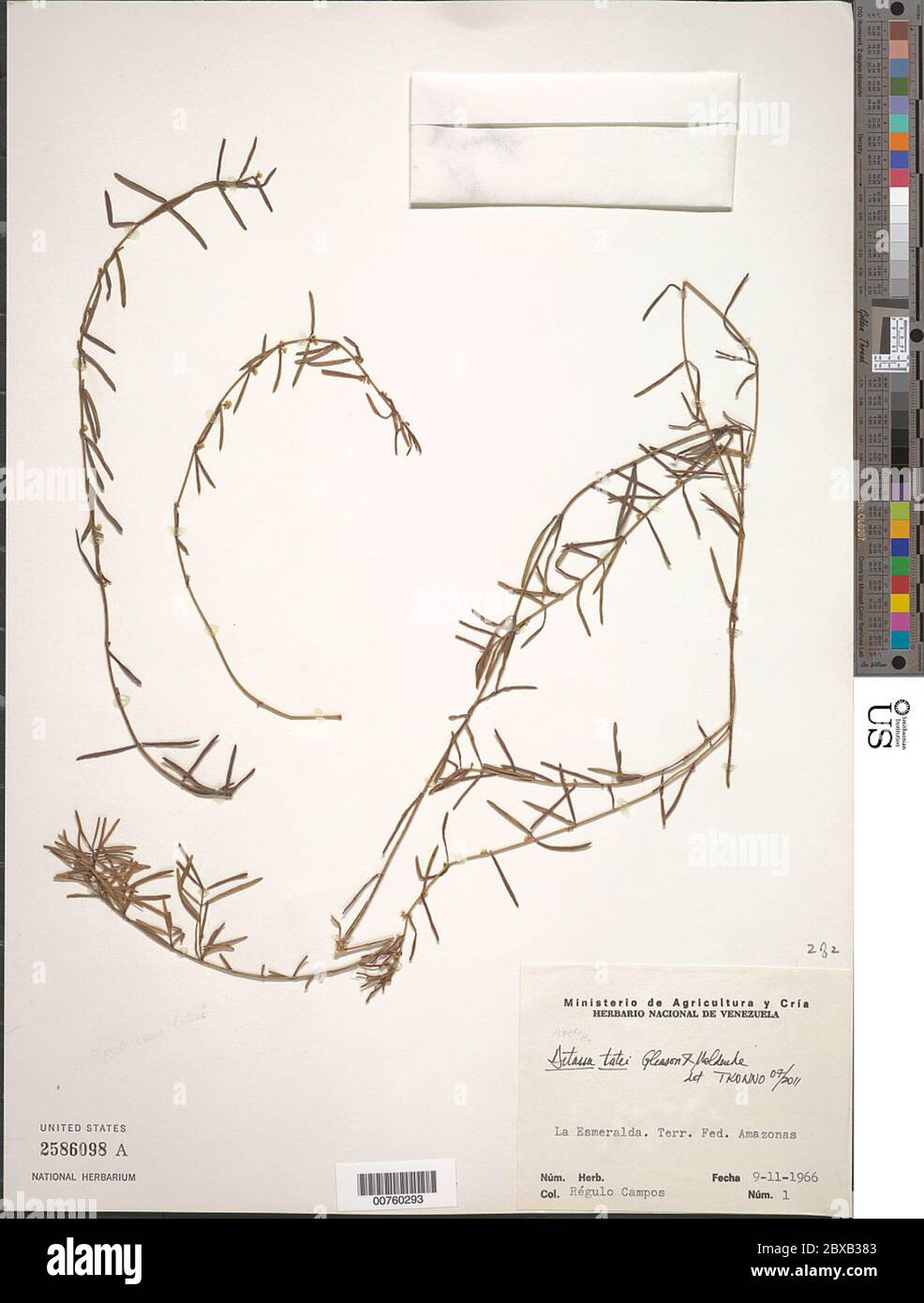 Ditassa tatei Gleason Moldenke Ditassa tatei Gleason Moldenke Stock ...