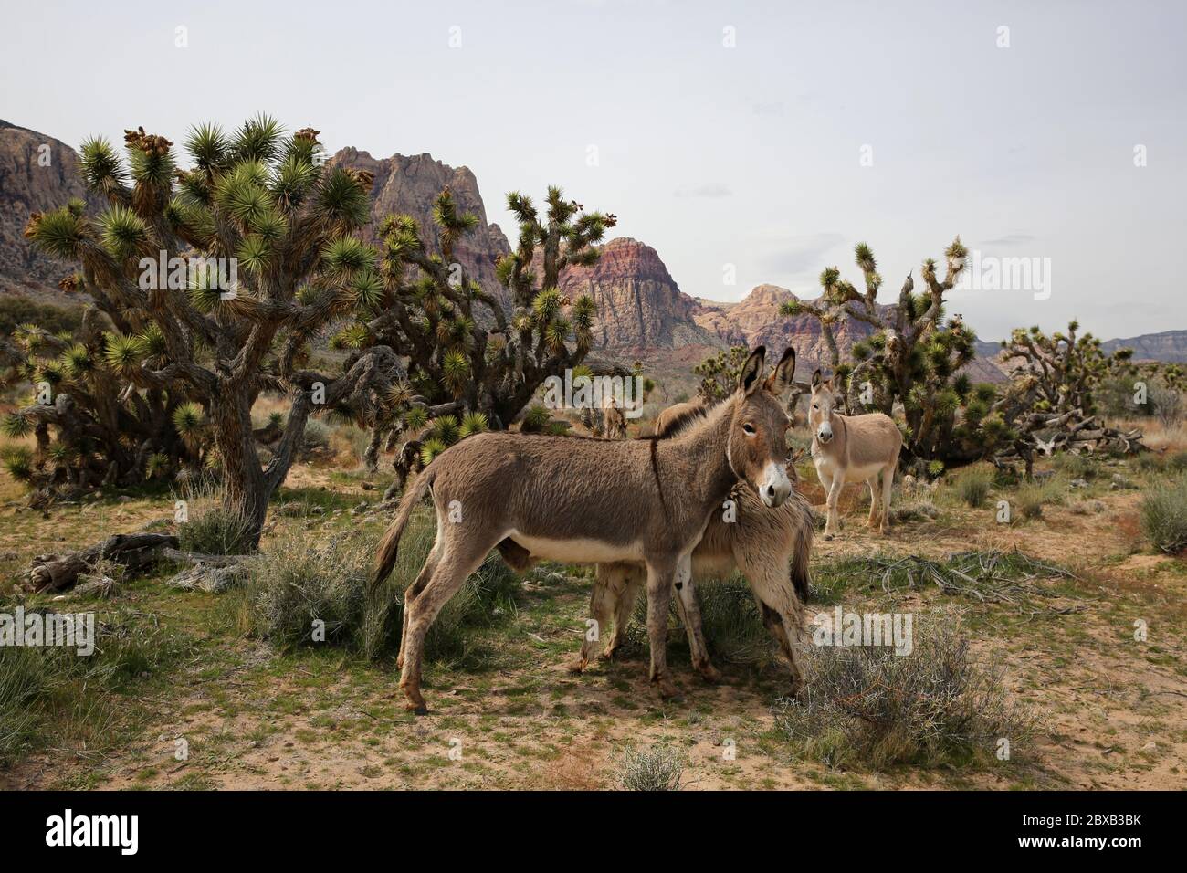 Wild burros in the Nevada desert, Red Rock Canyon Conservation Area ...