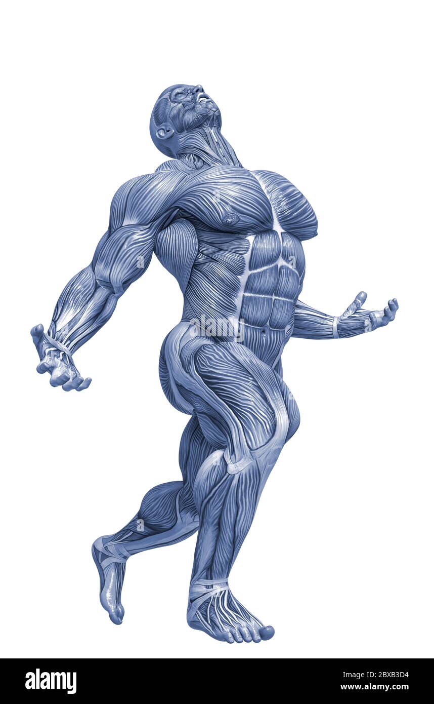 muscle man anatomy in an white background will put some creative sensor ...