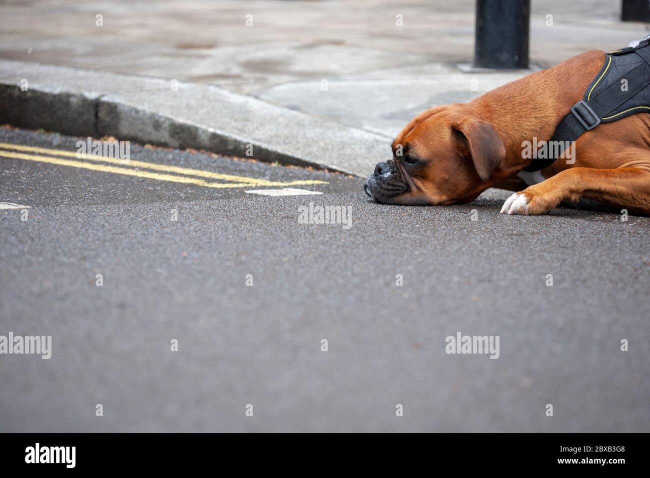 Boxer dog lying down, with its head resting on the road. Parliament ...