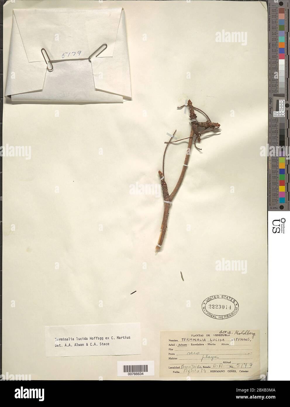 Terminalia lucida Terminalia lucida Stock Photo - Alamy