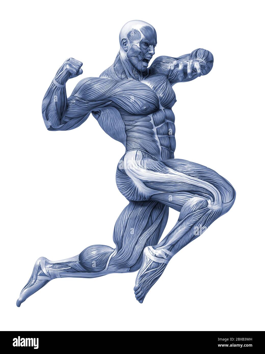 muscle man anatomy in an white background will put some creative sensor ...