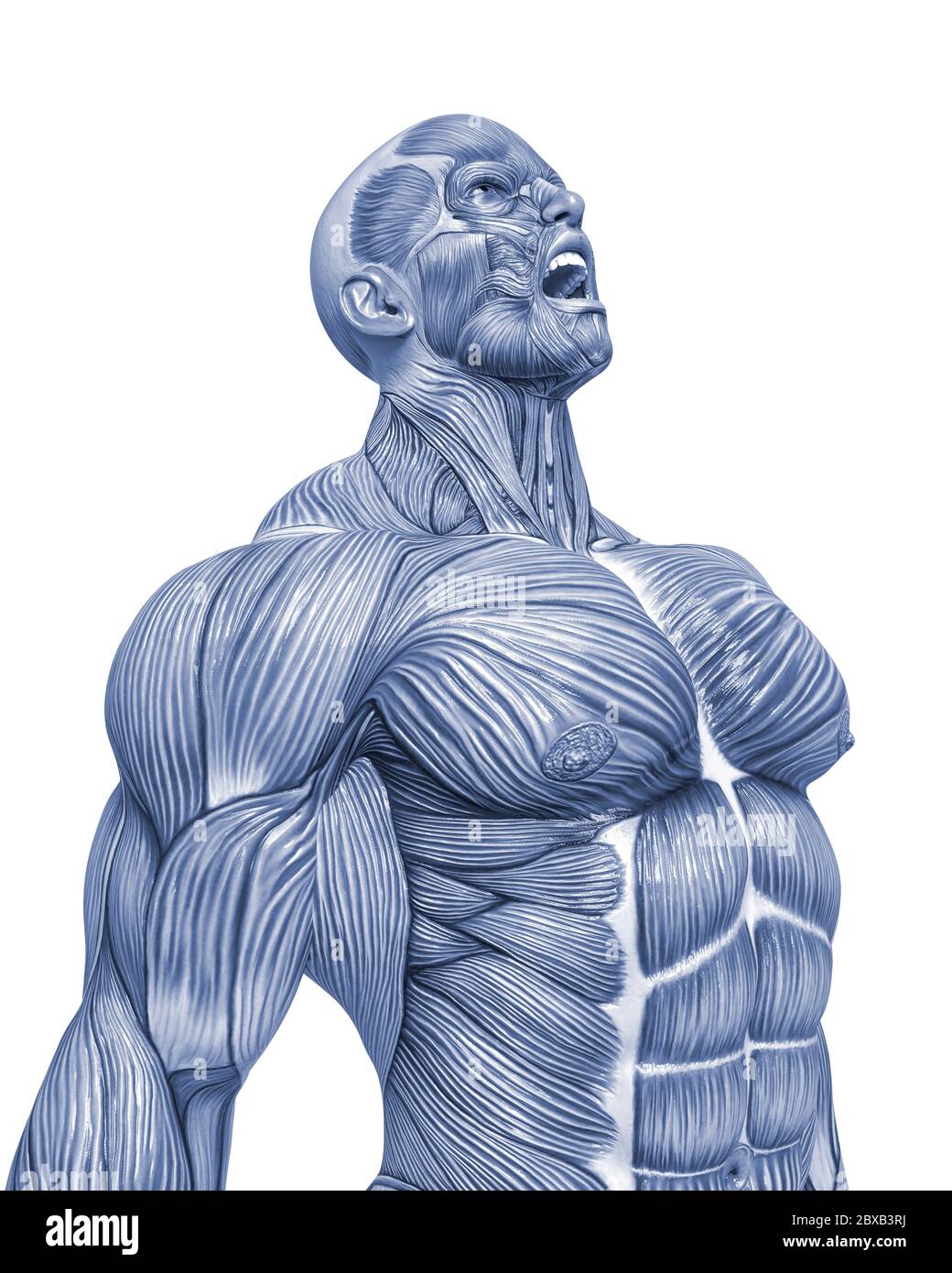 muscle man anatomy in an white background will put some creative sensor ...