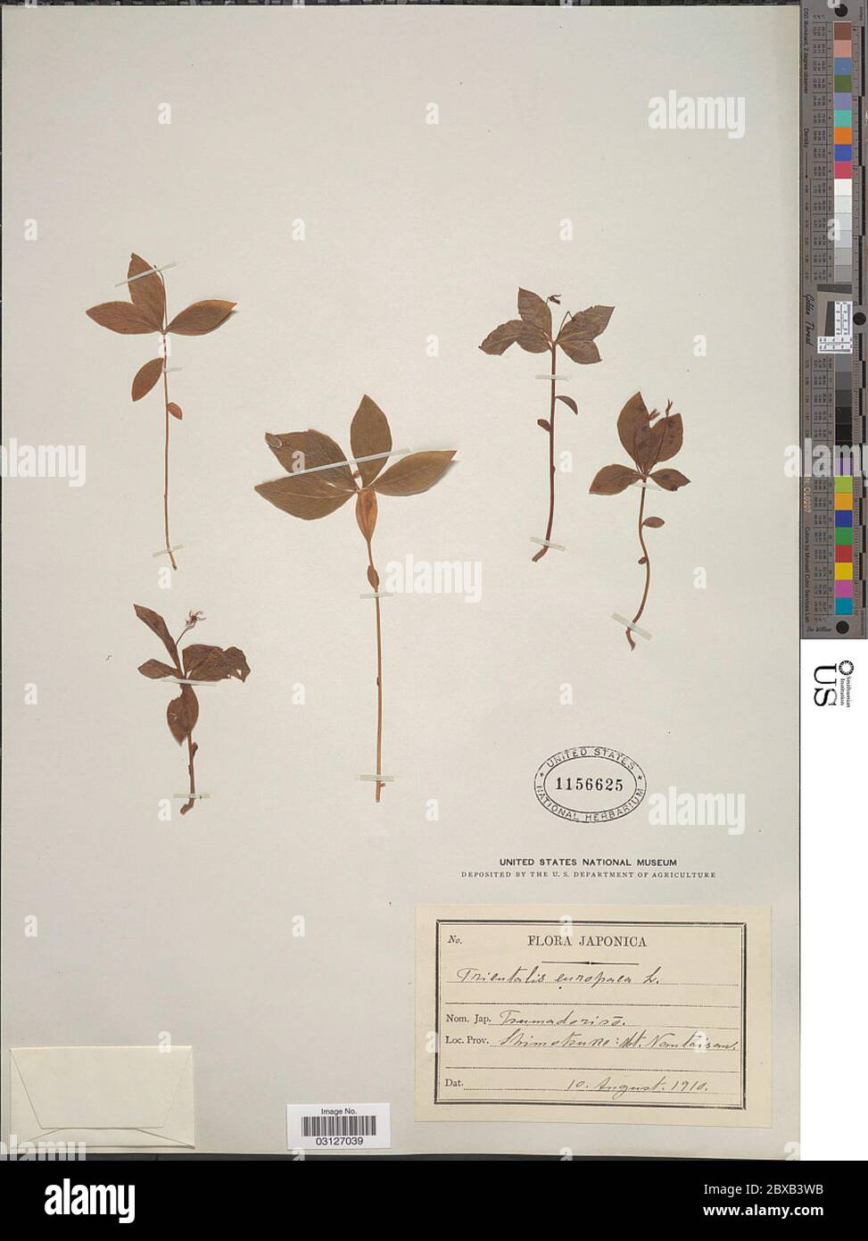 Trientalis europaea L Trientalis europaea L Stock Photo - Alamy