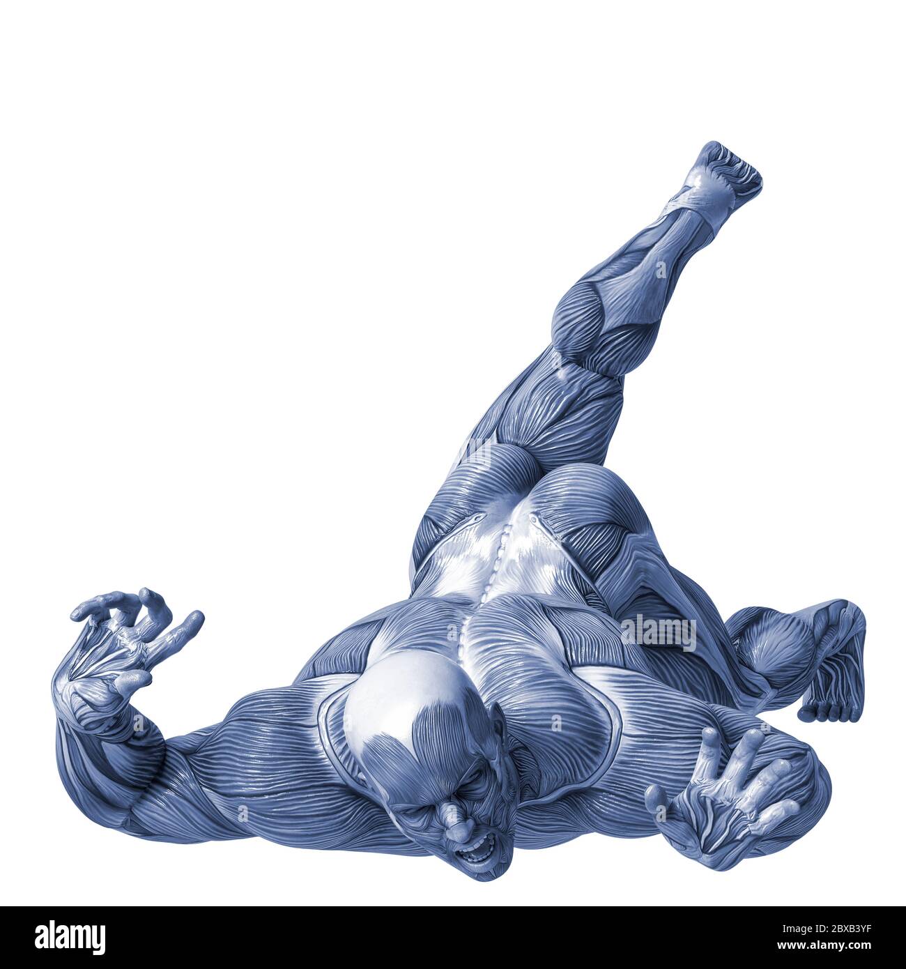 muscle man anatomy in an white background will put some creative sensor ...