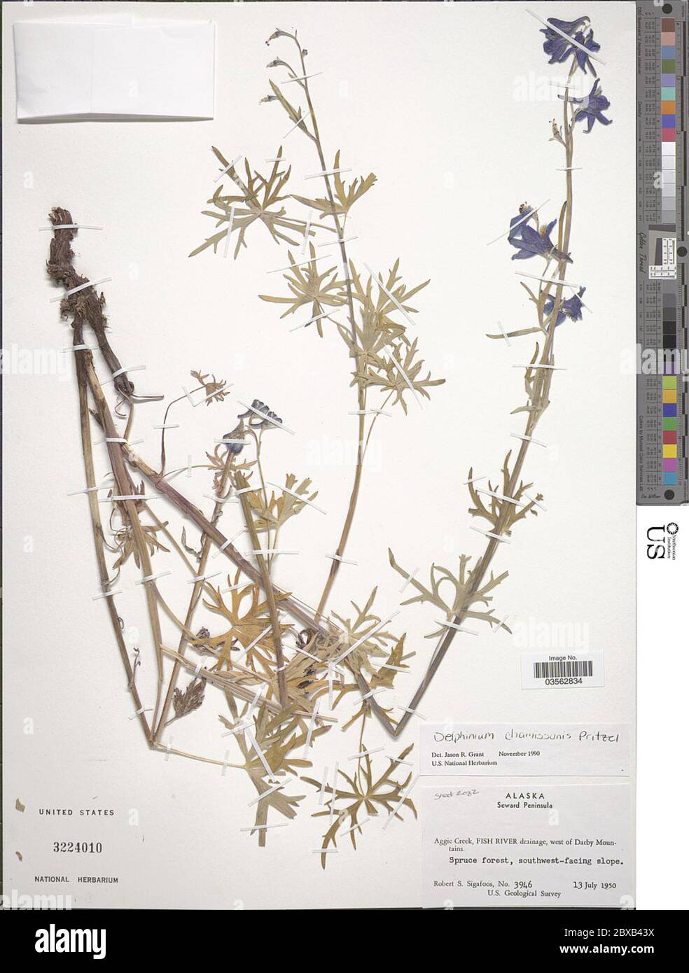 Delphinium chamissonis Pritz ex Walp Delphinium chamissonis Pritz ex ...