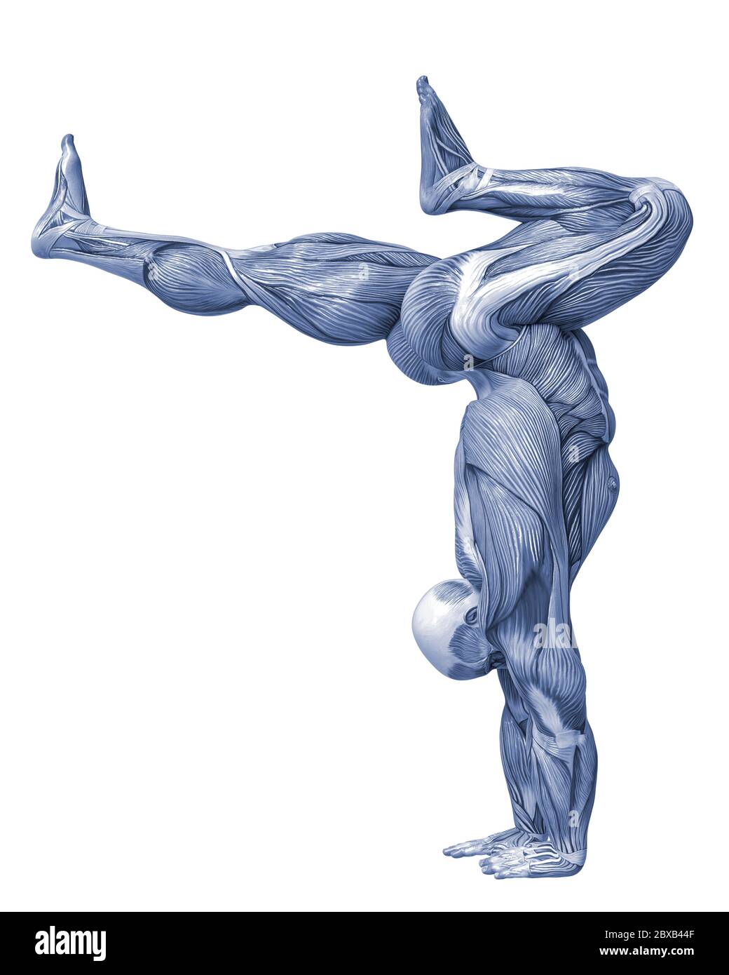 muscle man anatomy in an white background will put some creative sensor ...