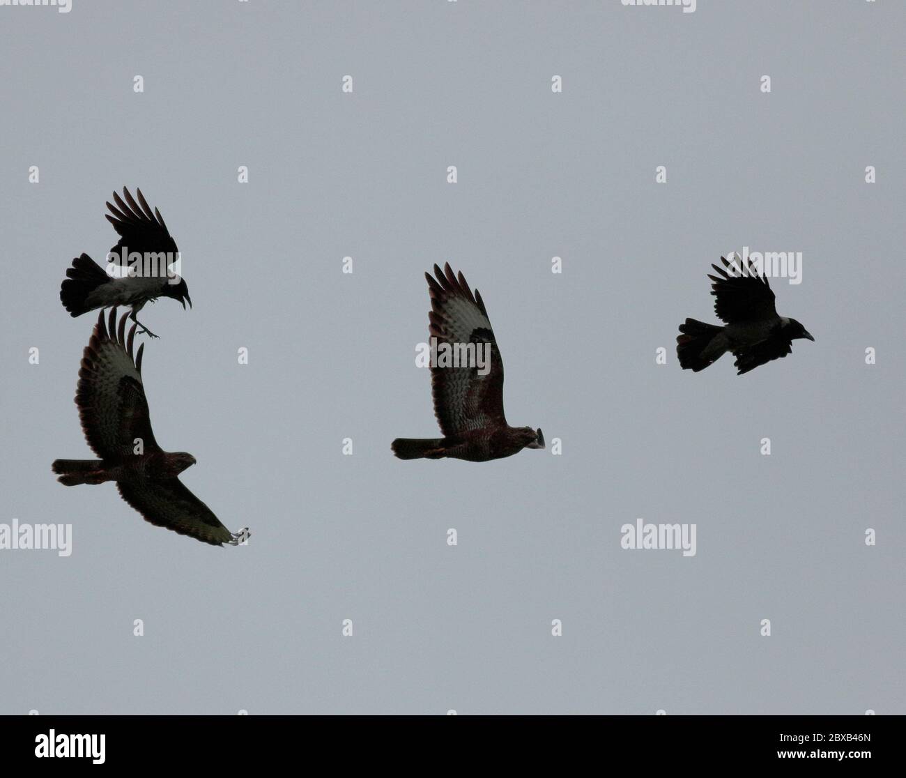 Common Buzzard being mobbed by crows Stock Photo - Alamy