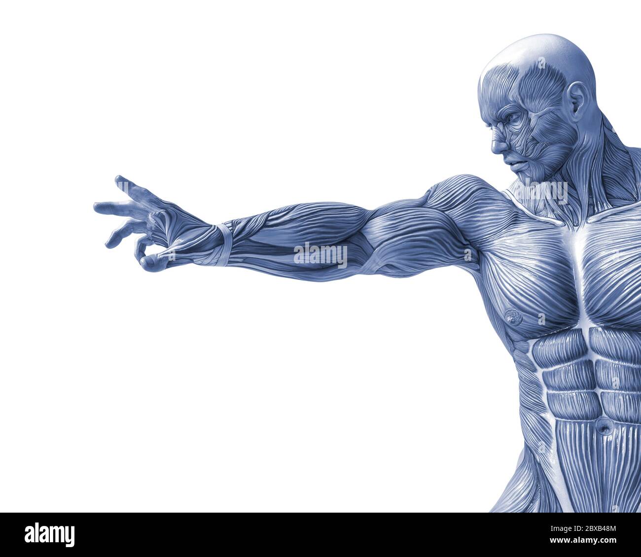 muscle man anatomy in an white background will put some creative sensor ...