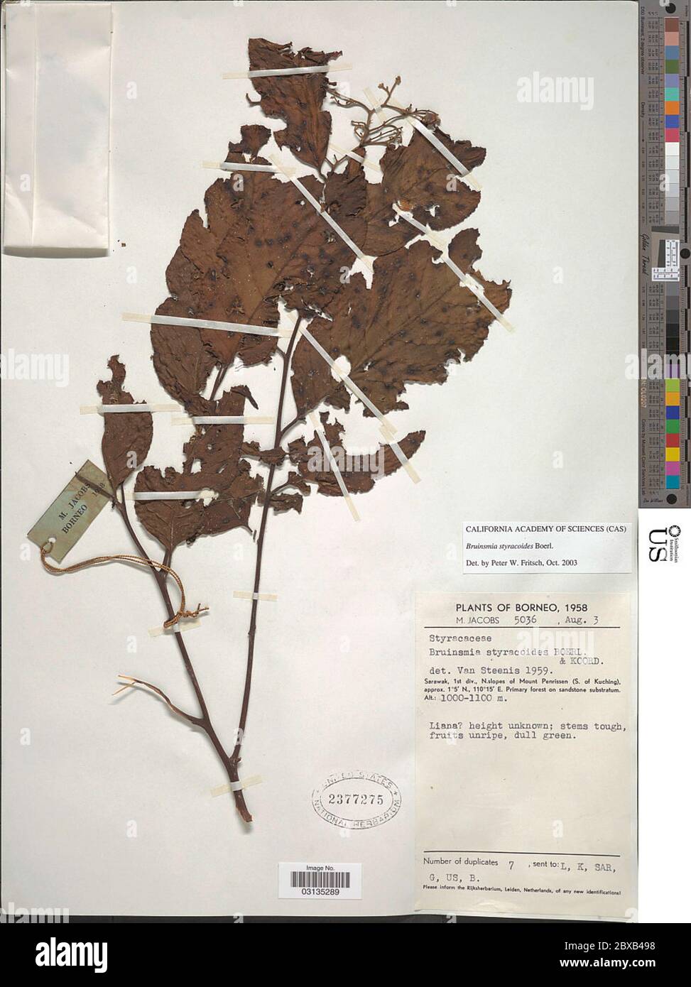 Bruinsmia styracoides Boerl Koord Bruinsmia styracoides Boerl Koord ...