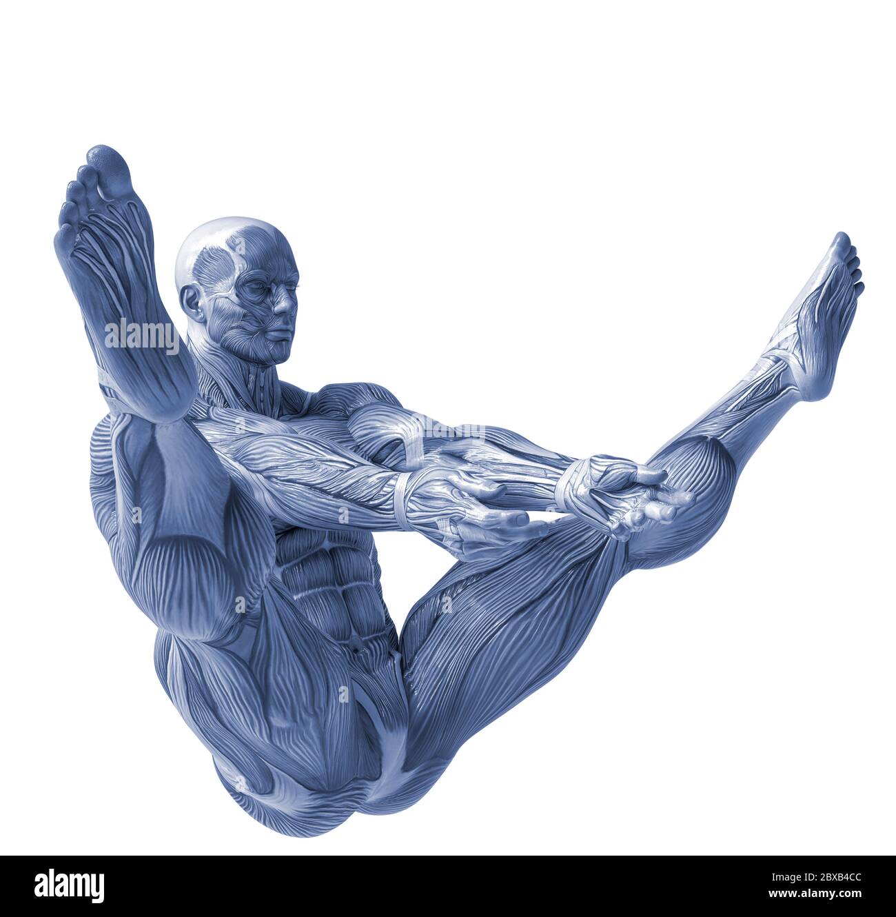 muscle man anatomy in an white background will put some creative sensor ...