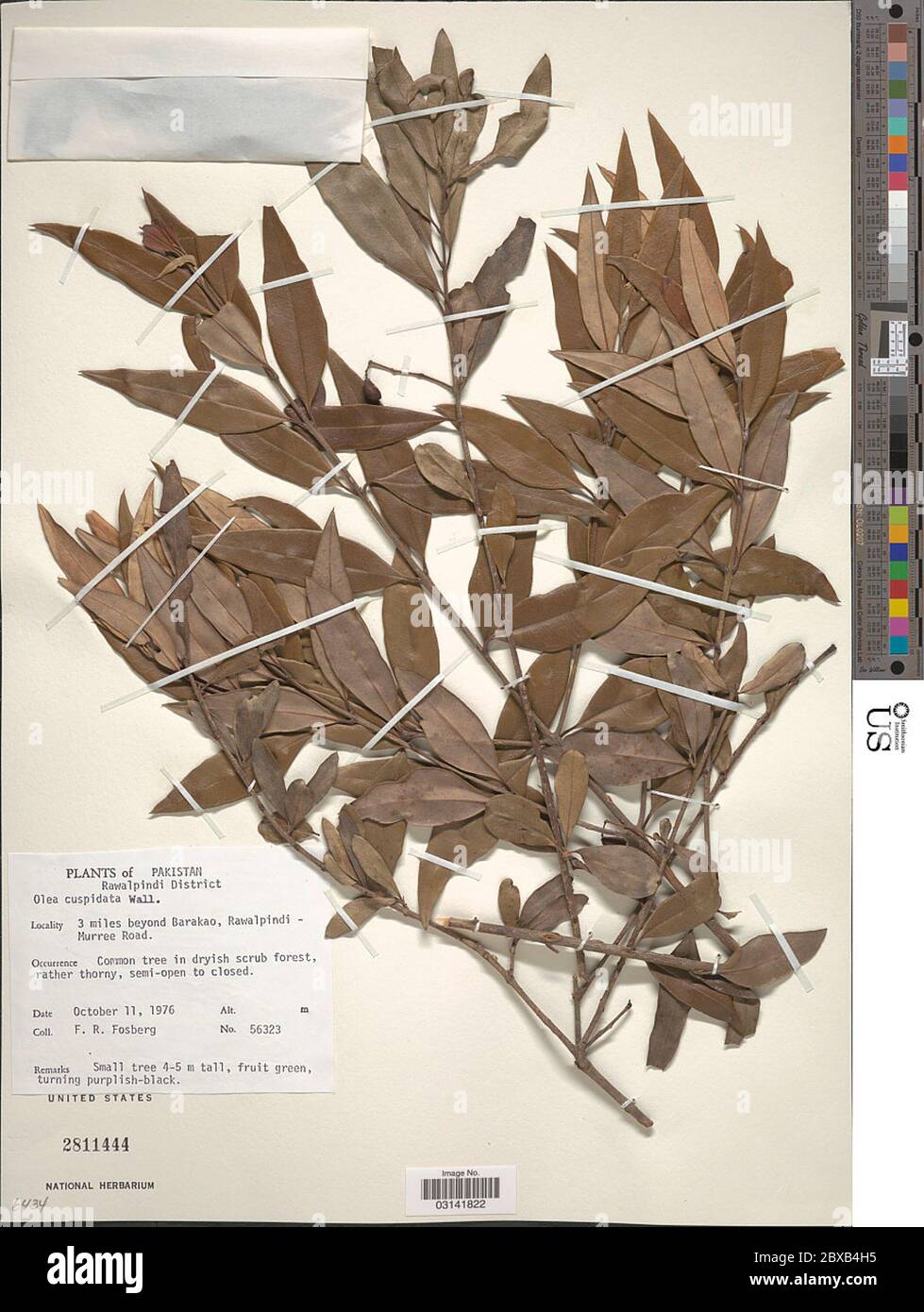 Olea europaea subsp cuspidata Wall G Don Cif Olea europaea subsp ...