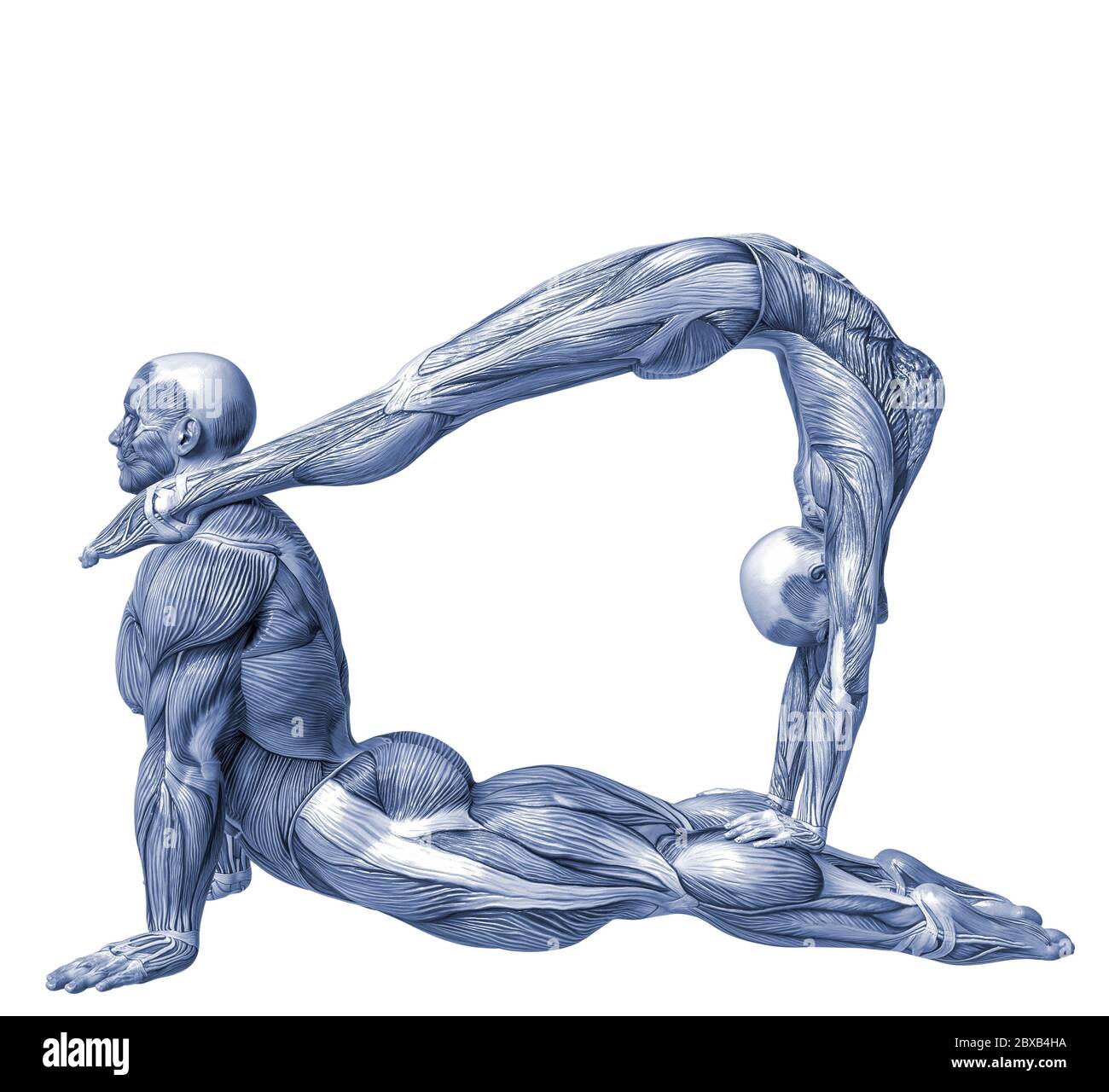 muscle couple man and woman yoga anatomy in an white background will ...