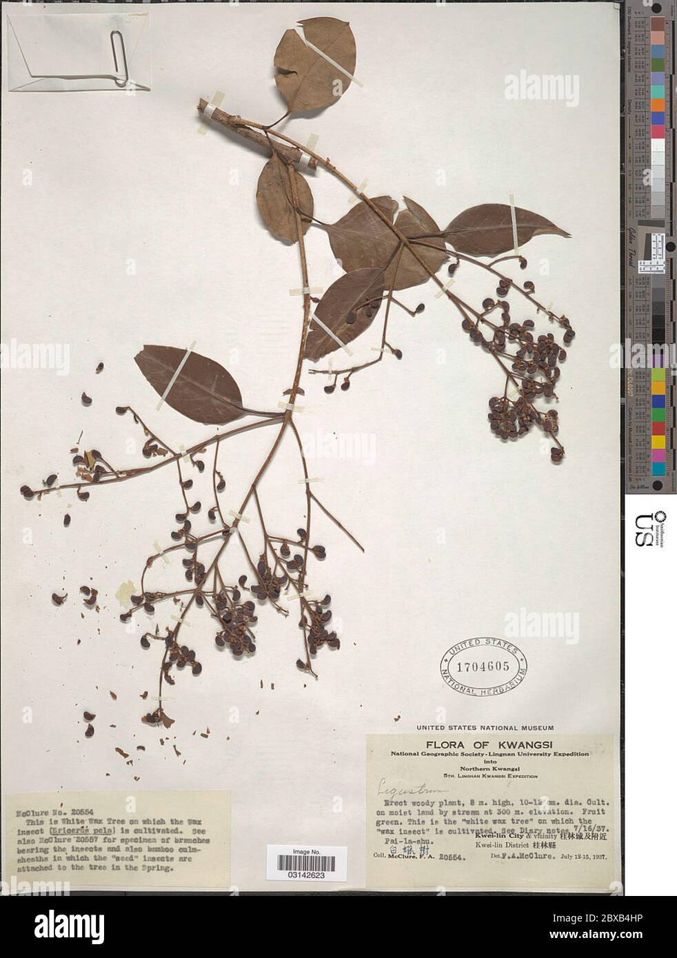 Ligustrum sp Ligustrum sp Stock Photo - Alamy