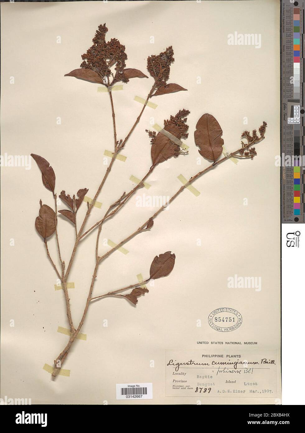 Ligustrum sp Ligustrum sp Stock Photo - Alamy