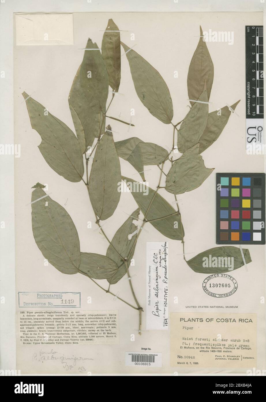 Piper pseudoalbuginiferum Trel Piper pseudoalbuginiferum Trel Stock ...