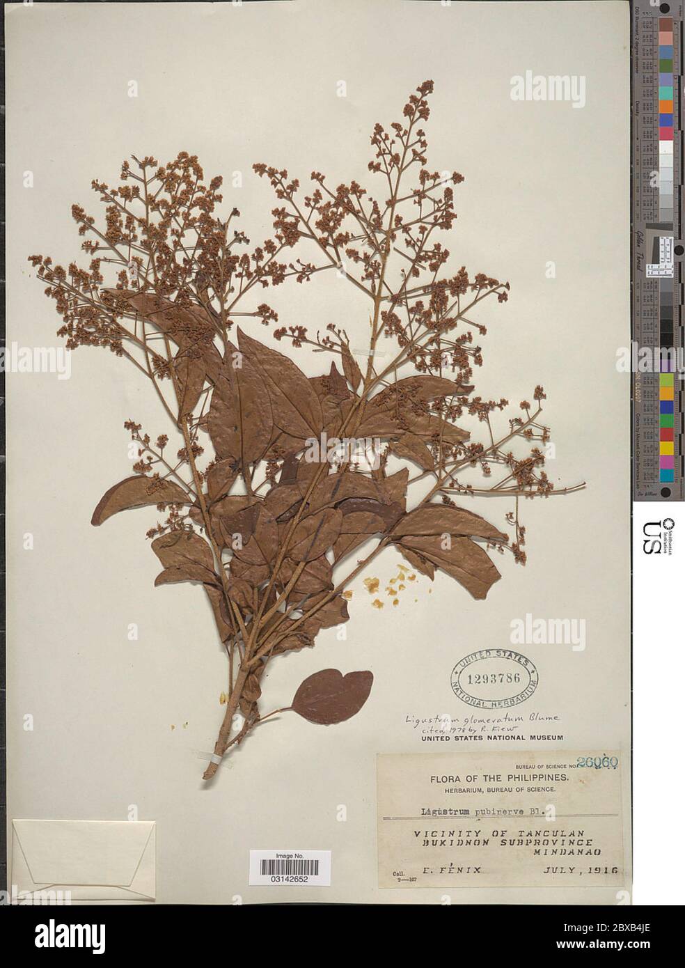 Ligustrum sp Ligustrum sp Stock Photo - Alamy