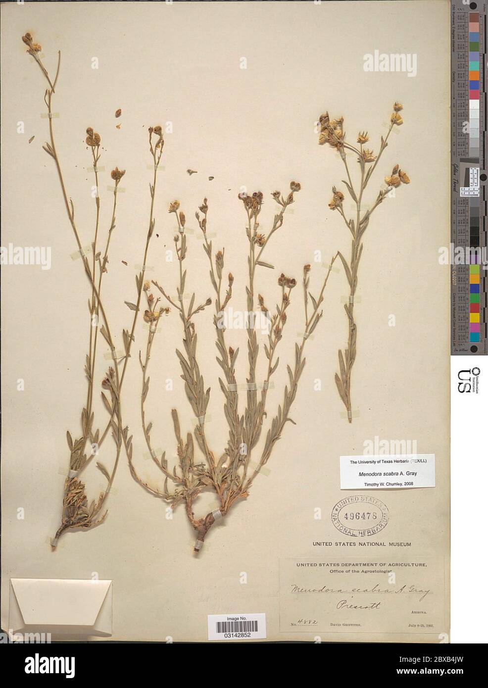 Menodora scabra A Gray Menodora scabra A Gray Stock Photo - Alamy