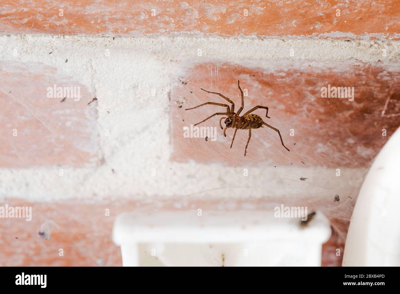 Funnel shaped spider web hi-res stock photography and images - Alamy