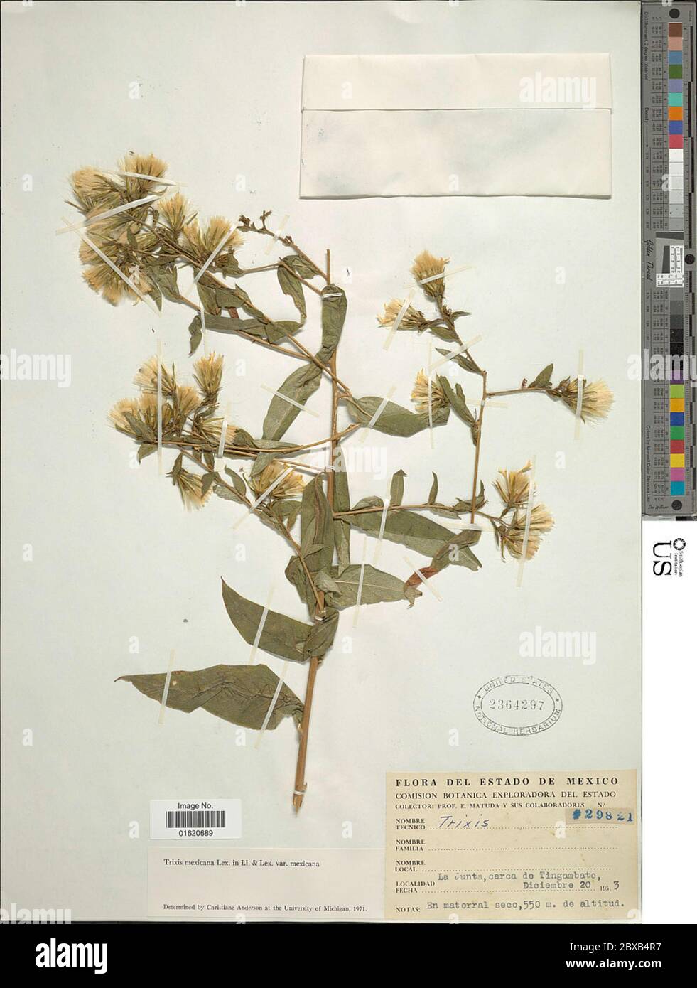Trixis mexicana Trixis mexicana Stock Photo - Alamy