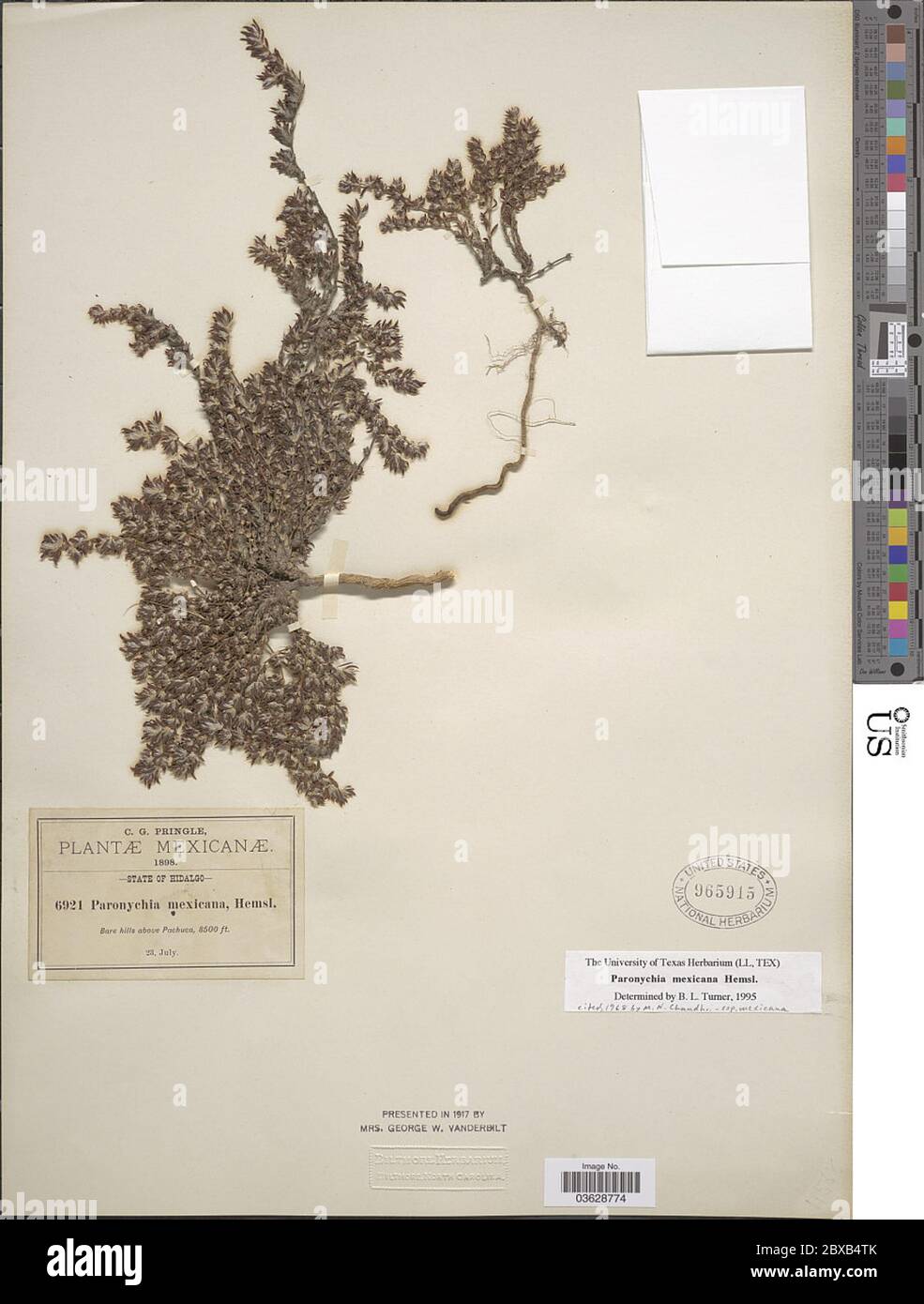 Paronychia mexicana Hemsl Paronychia mexicana Hemsl Stock Photo - Alamy