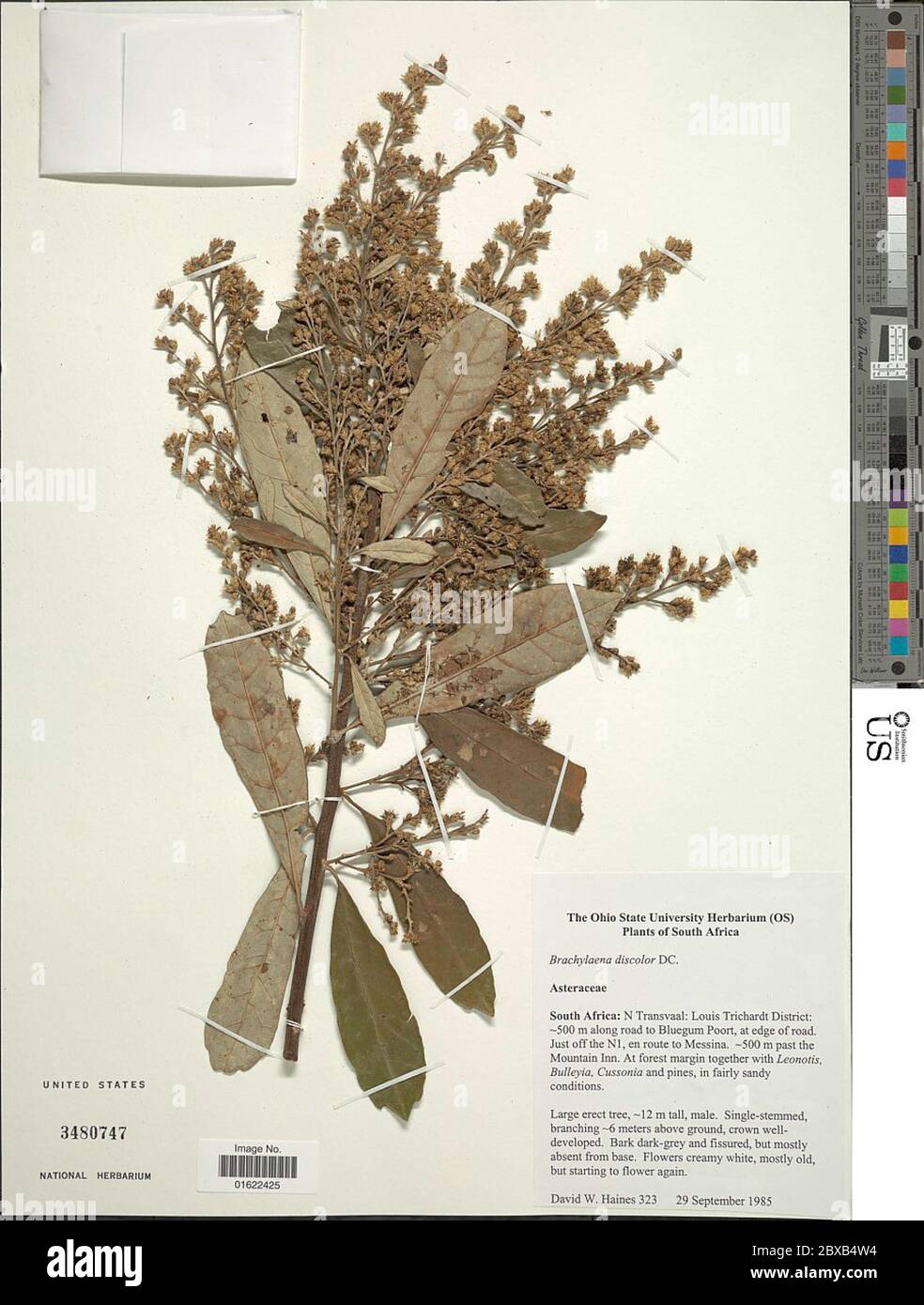 Brachylaena discolor Brachylaena discolor Stock Photo - Alamy