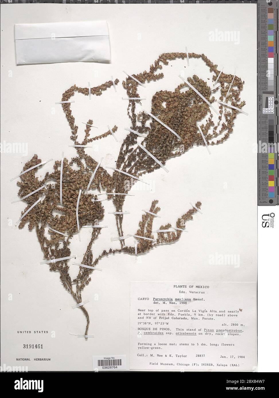 Paronychia mexicana Hemsl Paronychia mexicana Hemsl Stock Photo - Alamy