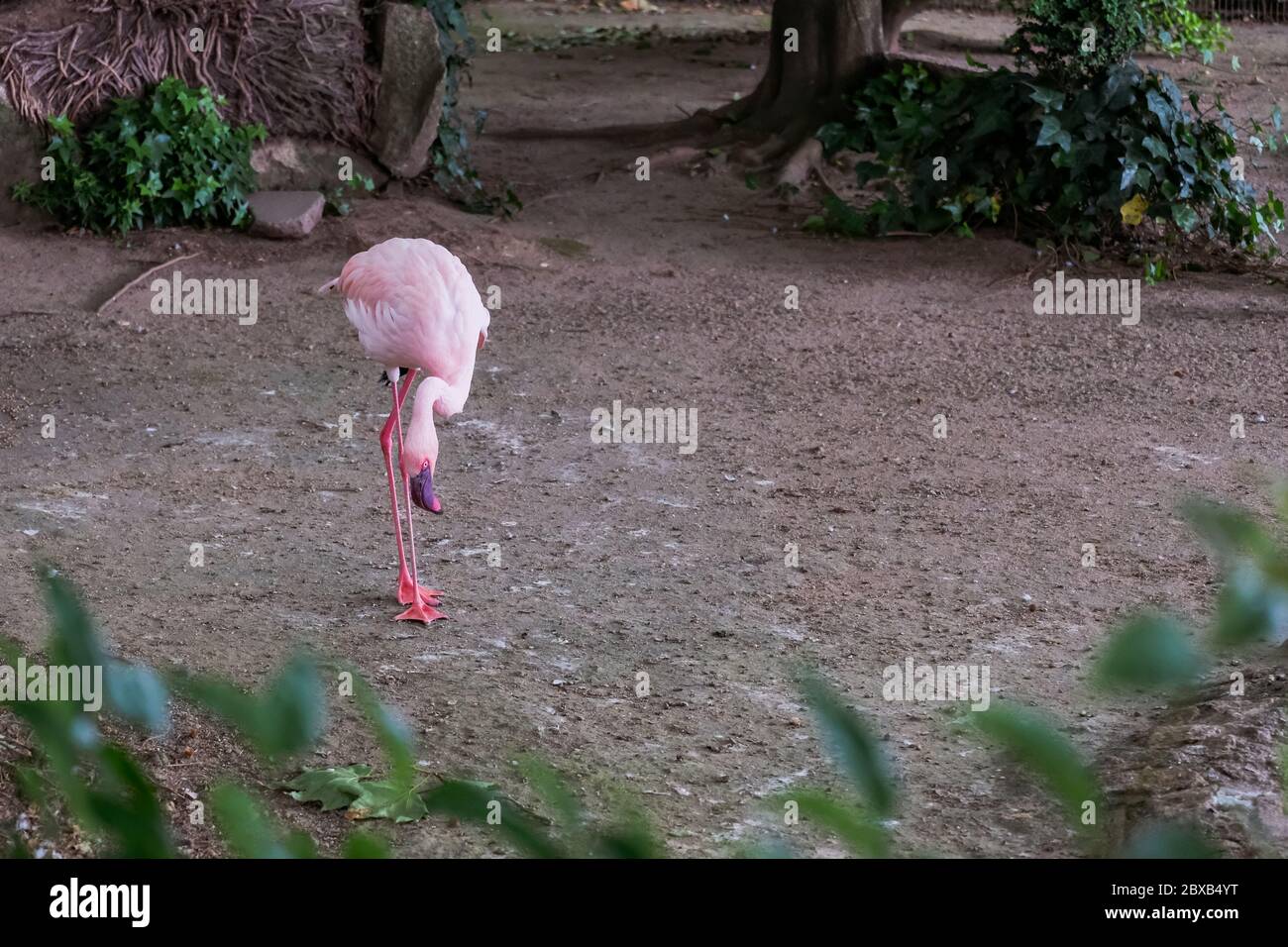 Pink Flamingo Standing in One Foot Stock Photo - Alamy