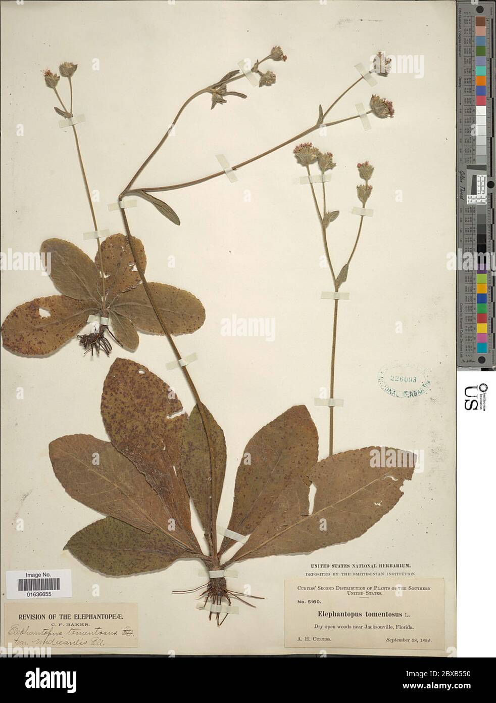 Elephantopus elatus Bertol Elephantopus elatus Bertol Stock Photo - Alamy