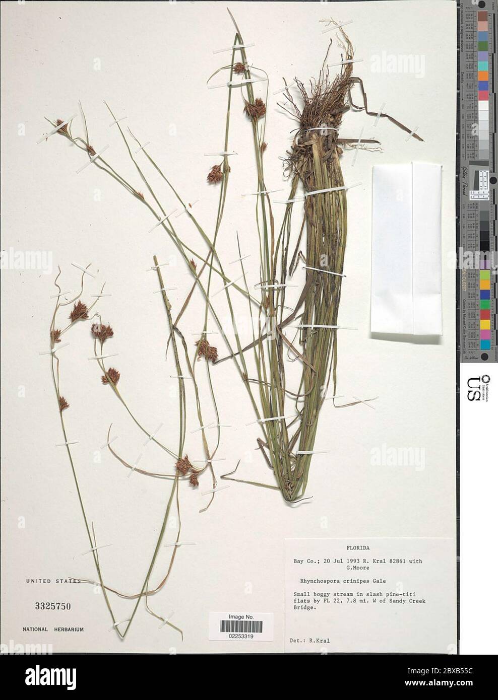 Rhynchospora crinipes Gale Rhynchospora crinipes Gale Stock Photo - Alamy